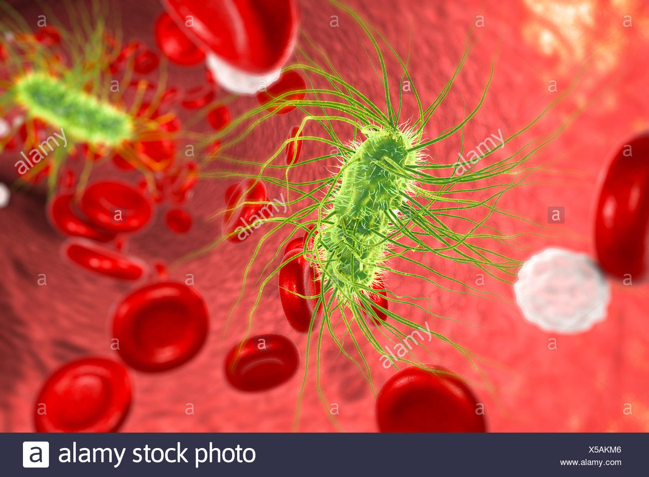 E Coli With Flagella Stock Photos & E Coli With Flagella Stock Images ...
