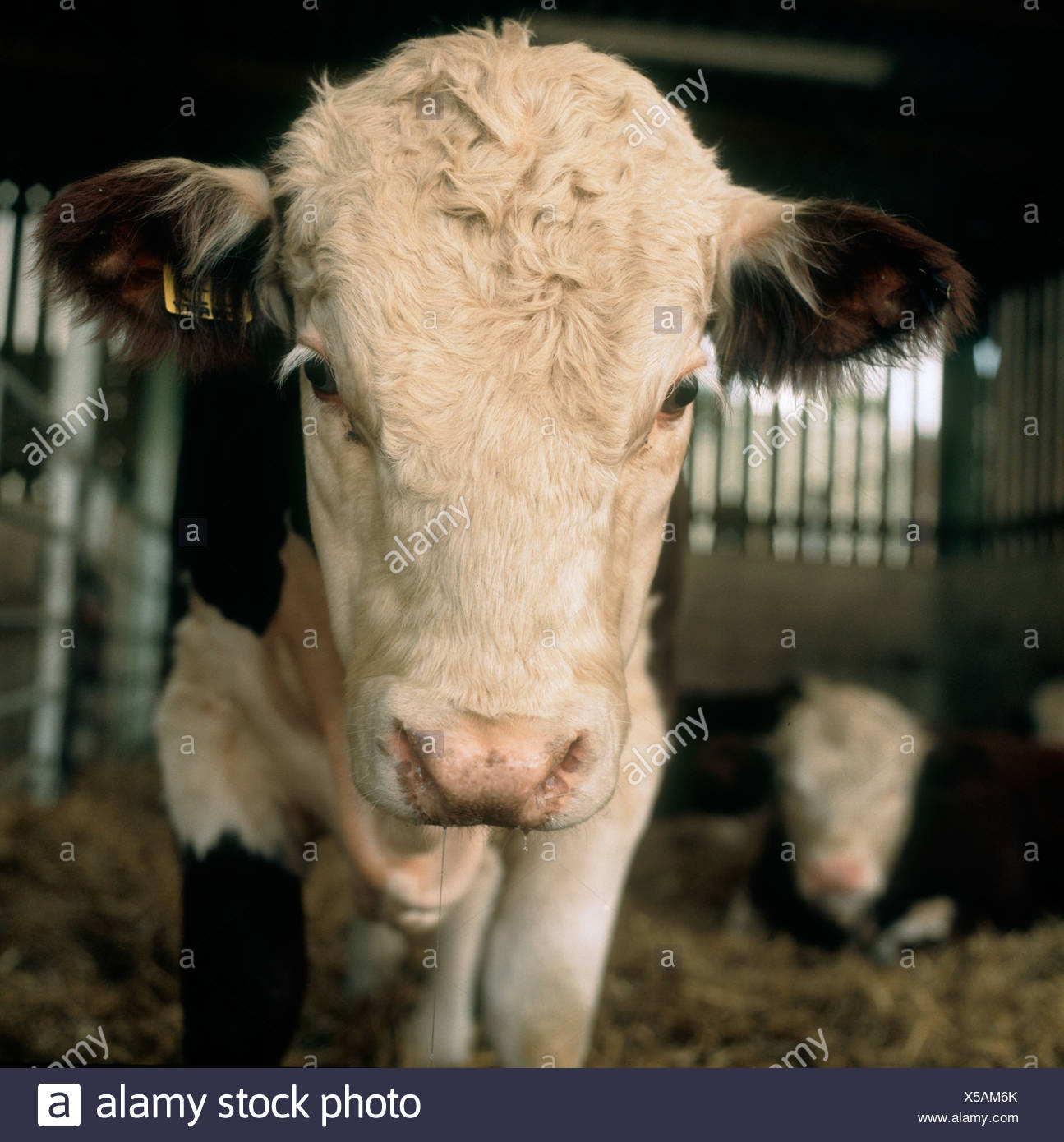 Bull Pen High Resolution Stock Photography and Images - Alamy