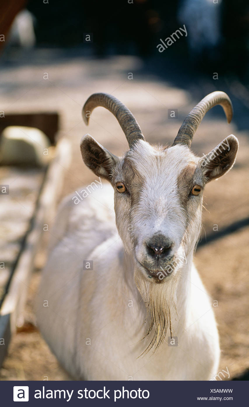 Goat Up Close High Resolution Stock Photography and Images - Alamy