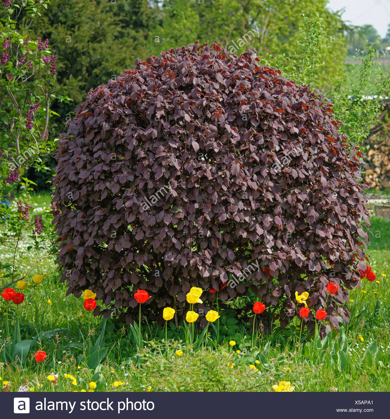 Maxima Purpurea High Resolution Stock Photography and Images - Alamy