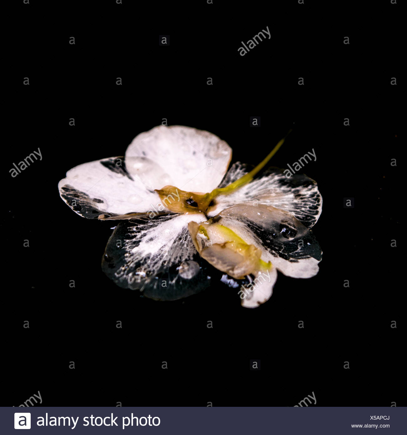 Deep Dead High Resolution Stock Photography and Images - Alamy