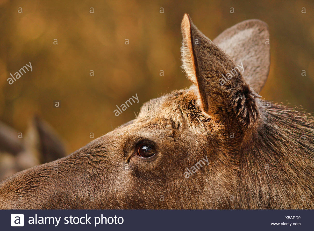 Swedish Elk High Resolution Stock Photography and Images - Alamy