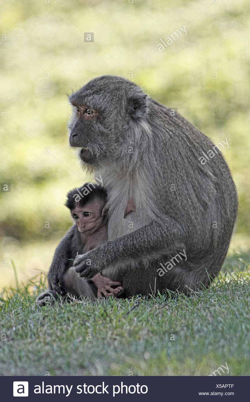 Macac High Resolution Stock Photography and Images - Alamy