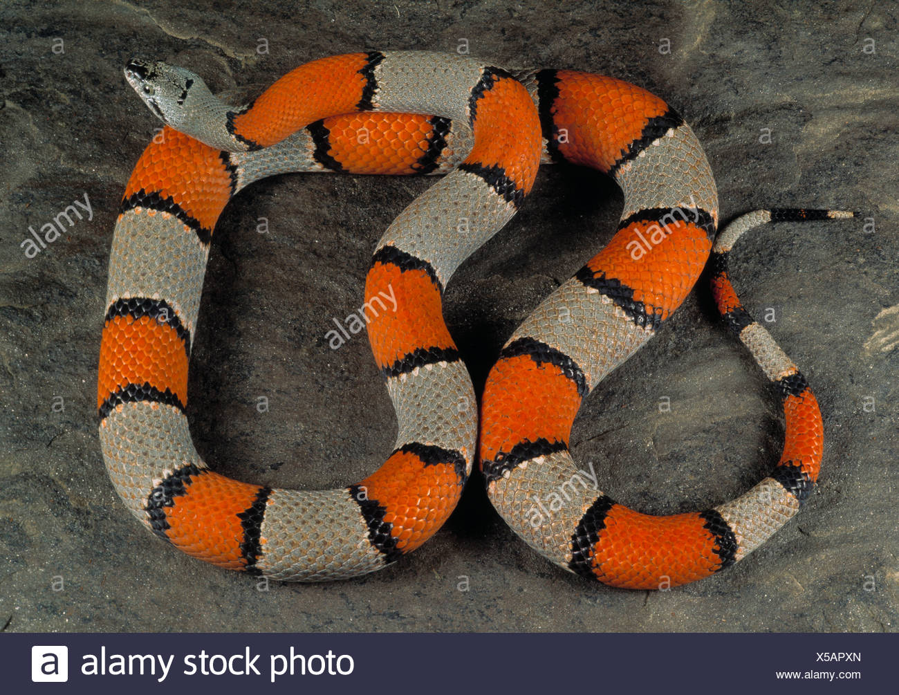 Kingsnake Texas High Resolution Stock Photography and Images - Alamy