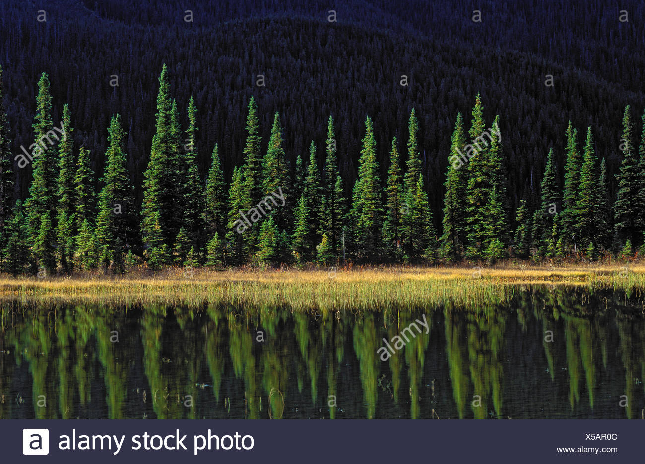 Engelmann Spruce High Resolution Stock Photography and Images - Alamy