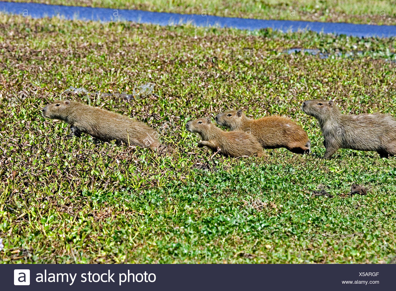 Capybaras Venezuela High Resolution Stock Photography and Images - Alamy
