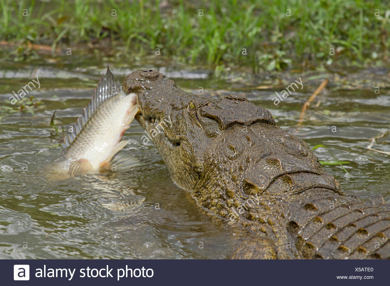 Catfish Africa High Resolution Stock Photography and Images - Alamy