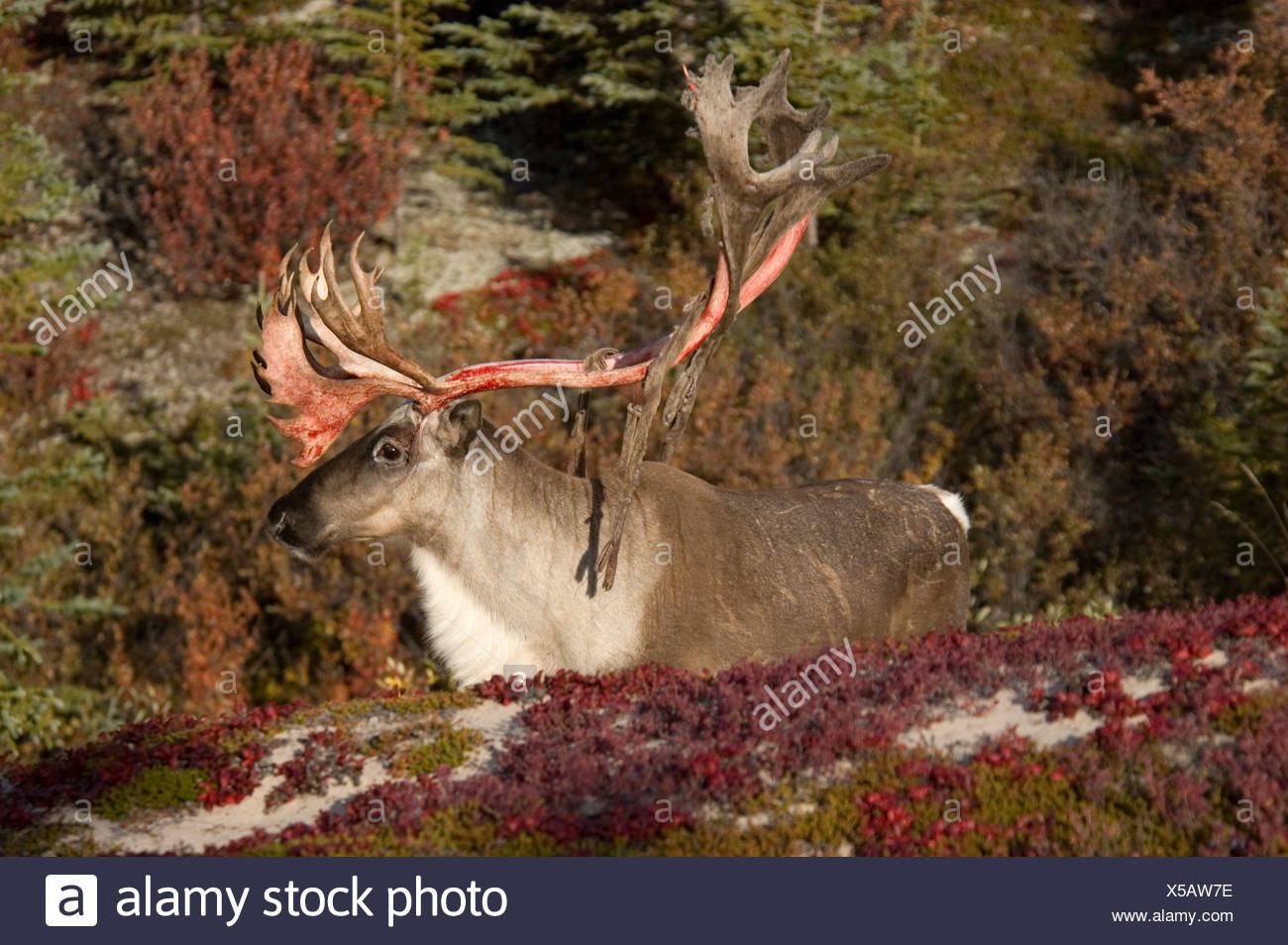 Caribou Shedding Velvet High Resolution Stock Photography and Images ...