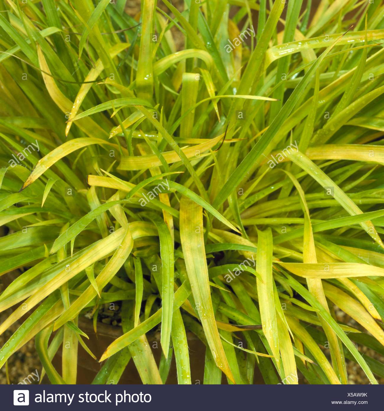 Luzula Sylvatica Stock Photos & Luzula Sylvatica Stock Images - Alamy