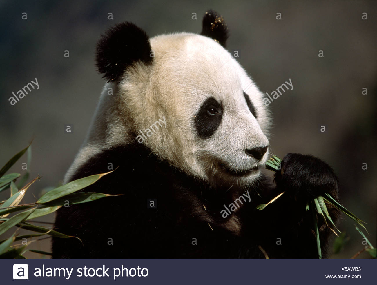 Giant Panda Eating Bamboo Sichuan High Resolution Stock Photography and ...