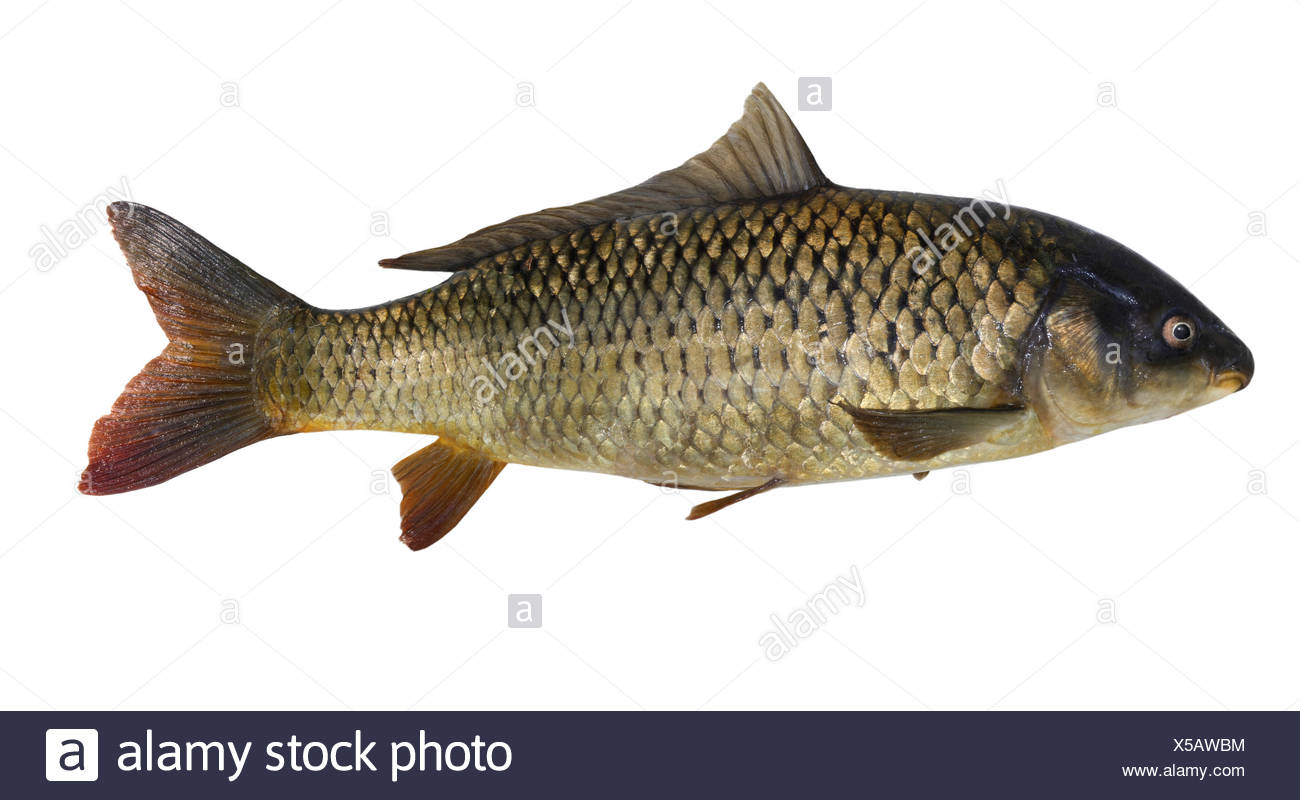 Freshwater Carp High Resolution Stock Photography and Images - Alamy