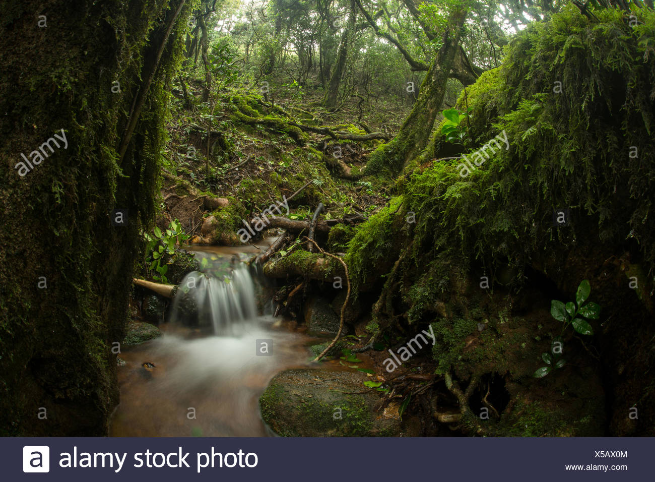 Shola Forest Stock Photos & Shola Forest Stock Images - Alamy