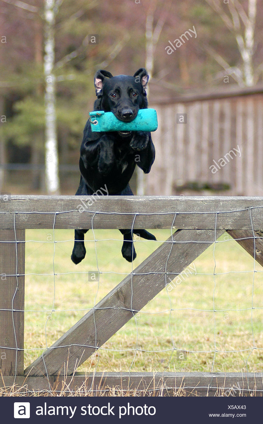 Black Labrador Dog Jumping Fence High Resolution Stock Photography and ...
