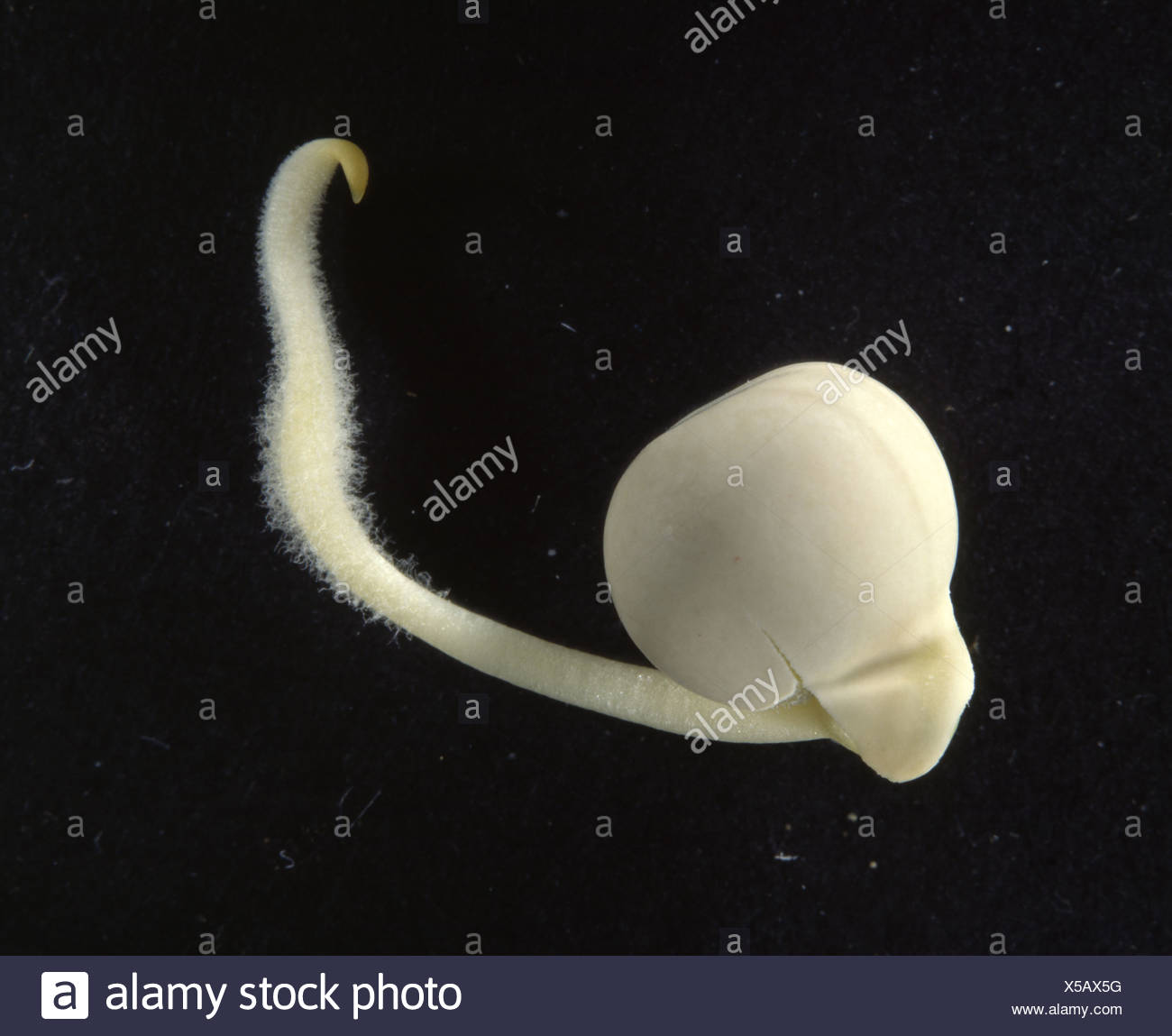 Plant Root Hairs Stock Photos & Plant Root Hairs Stock Images - Alamy