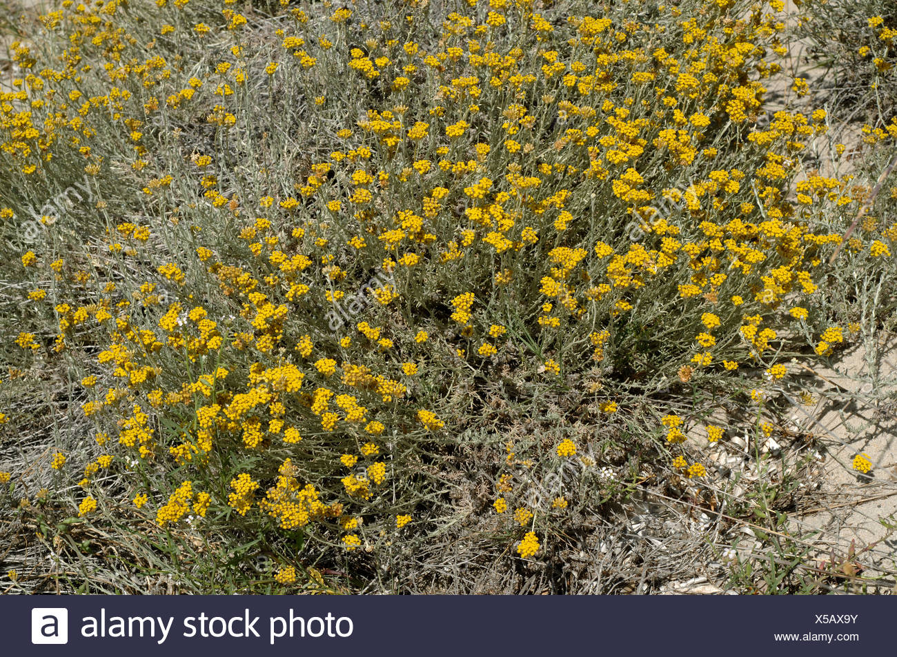 Arenaria High Resolution Stock Photography and Images - Alamy