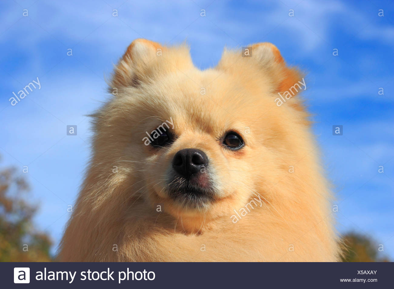 Miniature German Spitz Stock Photos & Miniature German Spitz Stock ...