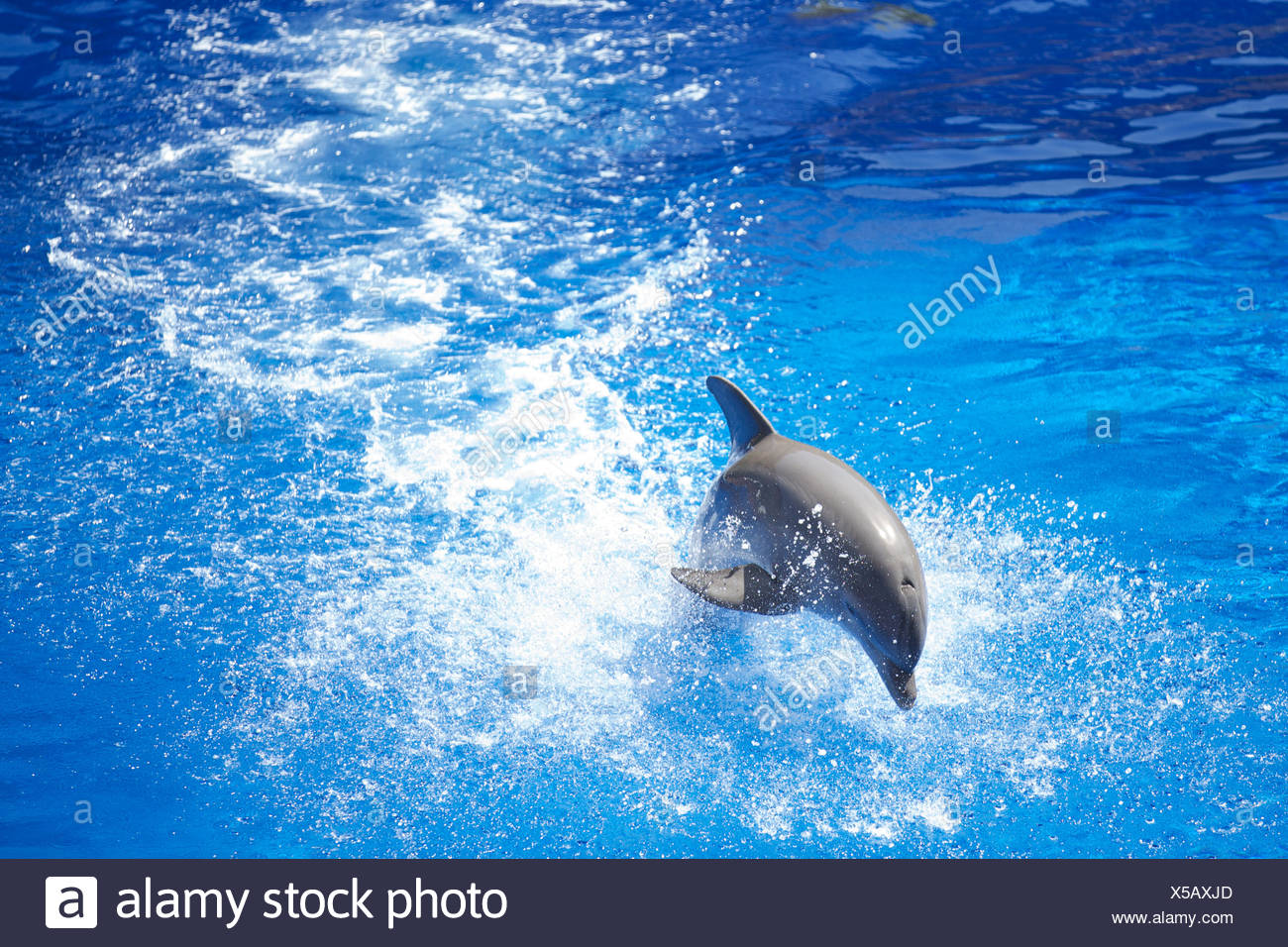 Dolphin Swim High Resolution Stock Photography and Images - Alamy