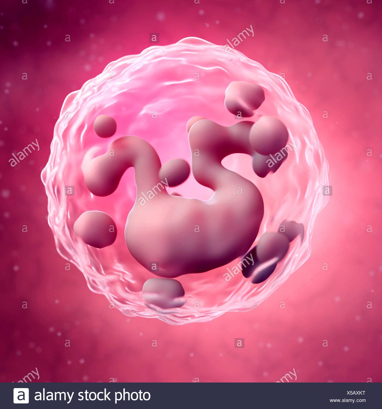 Basophil High Resolution Stock Photography and Images - Alamy