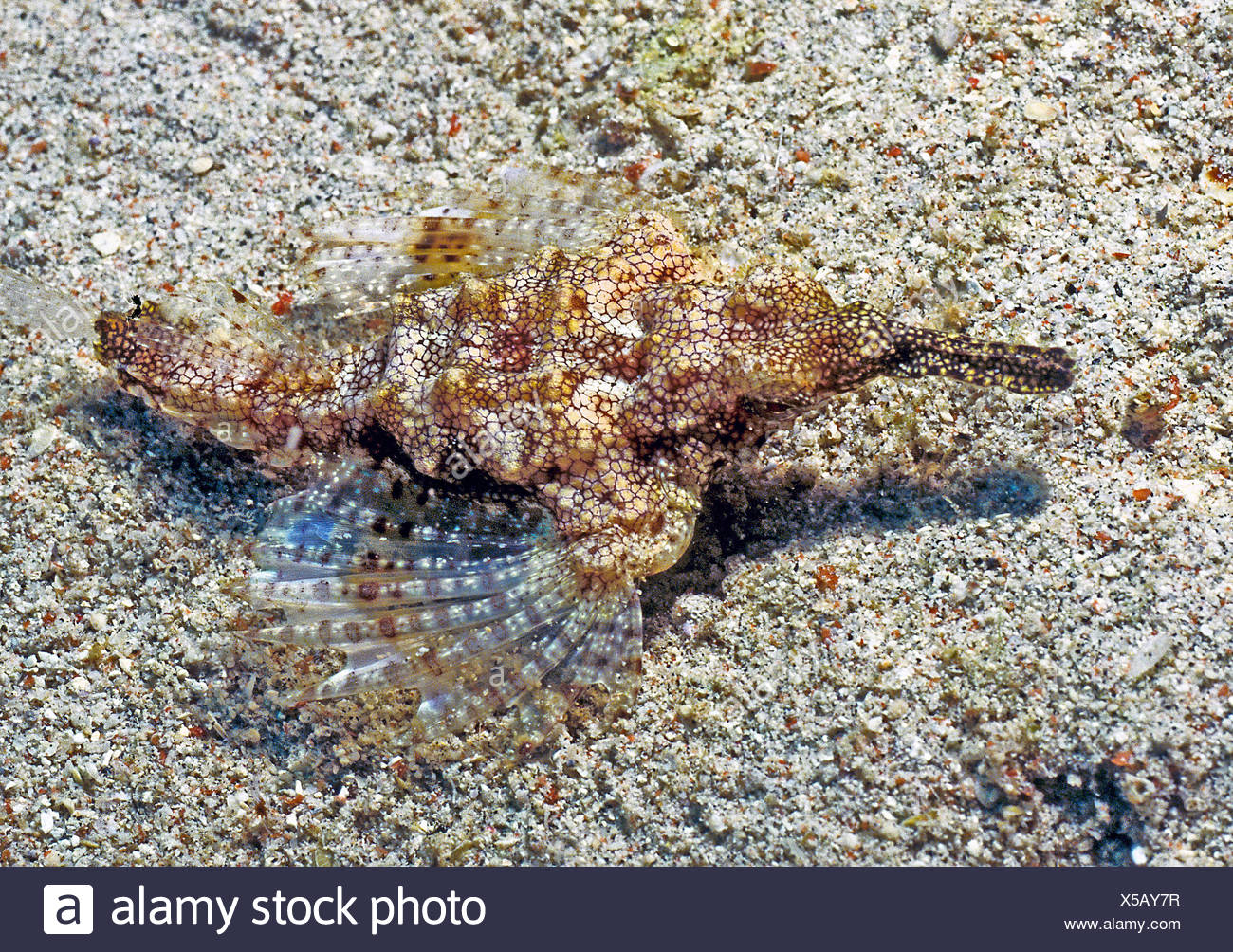 Pegasus Volitans High Resolution Stock Photography and Images - Alamy