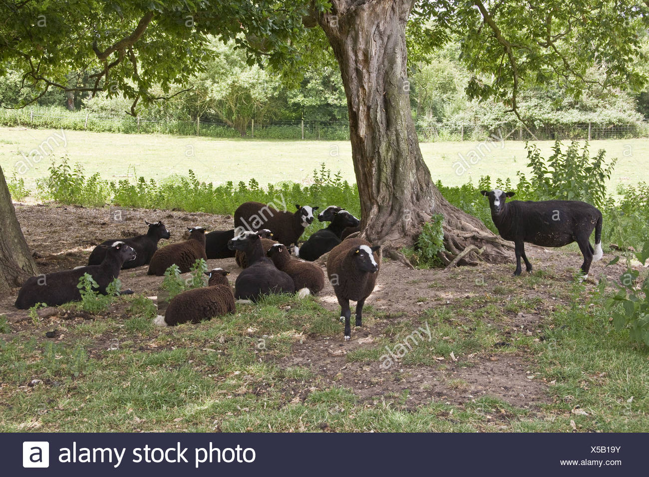 Balwen Sheep Stock Photos & Balwen Sheep Stock Images - Alamy
