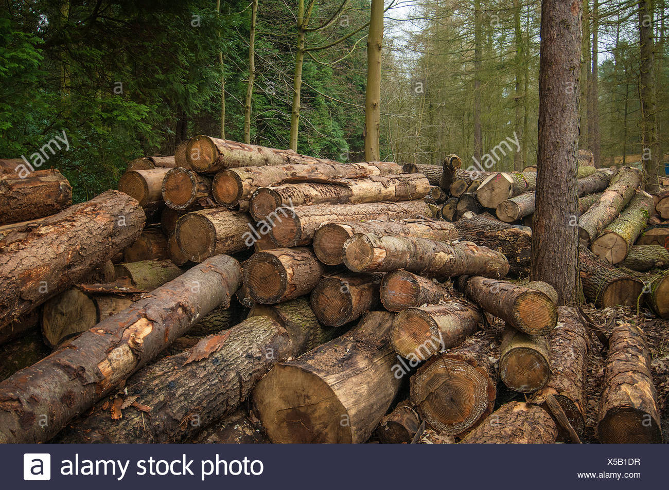 Wood Lumber Pile Stack High Resolution Stock Photography and Images - Alamy