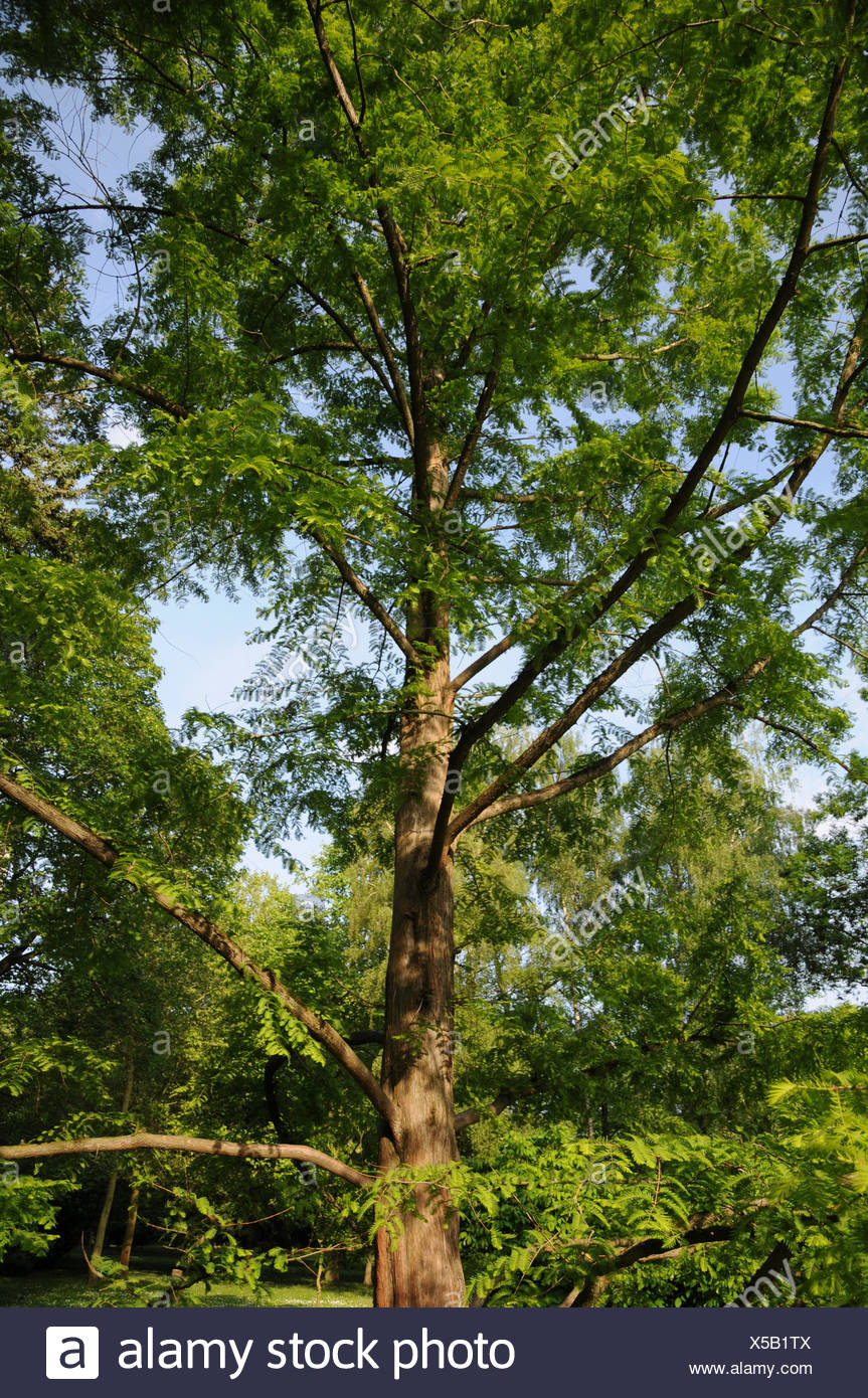 Chinese Redwood High Resolution Stock Photography and Images - Alamy