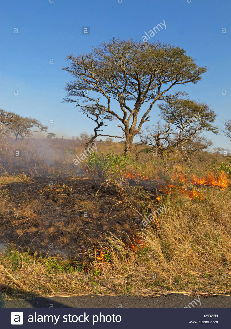 Burning Savannah Stock Photos & Burning Savannah Stock Images - Alamy