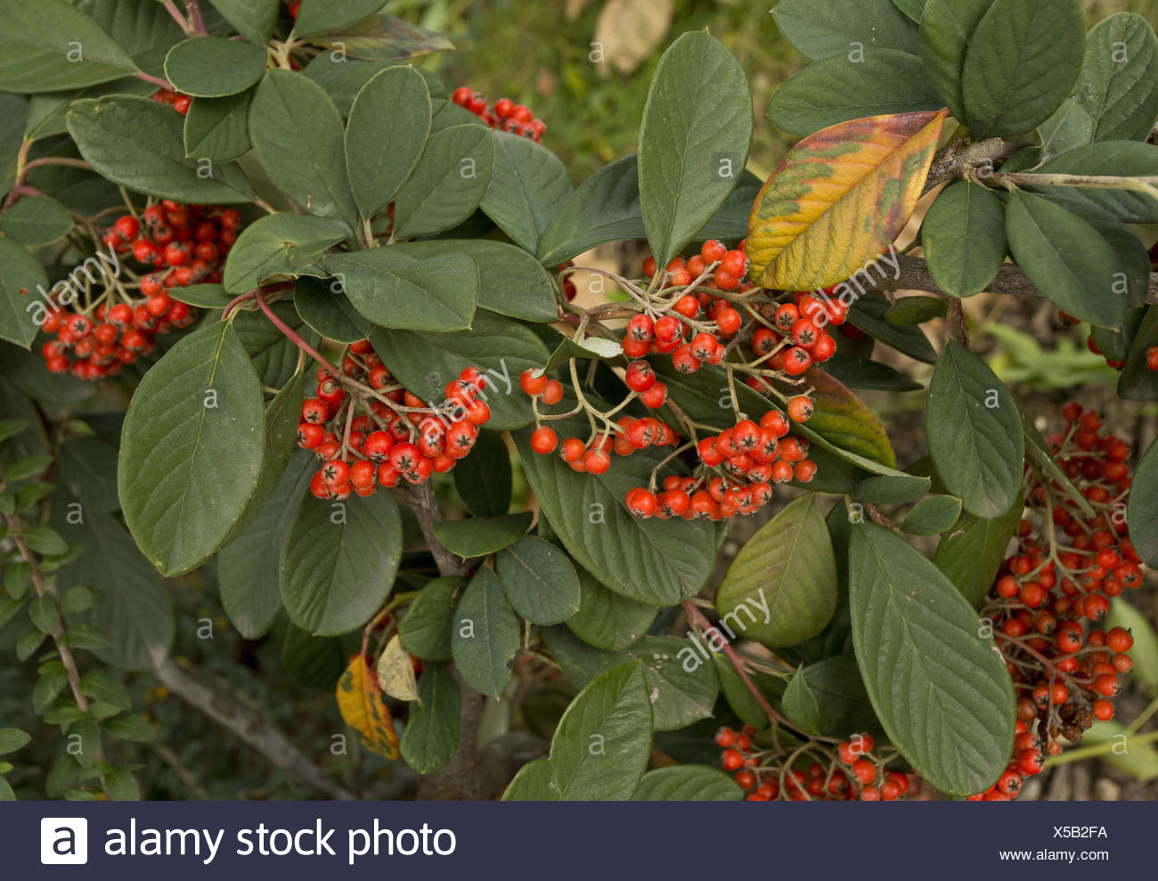Cotoneaster Lacteus Stock Photos & Cotoneaster Lacteus Stock Images - Alamy