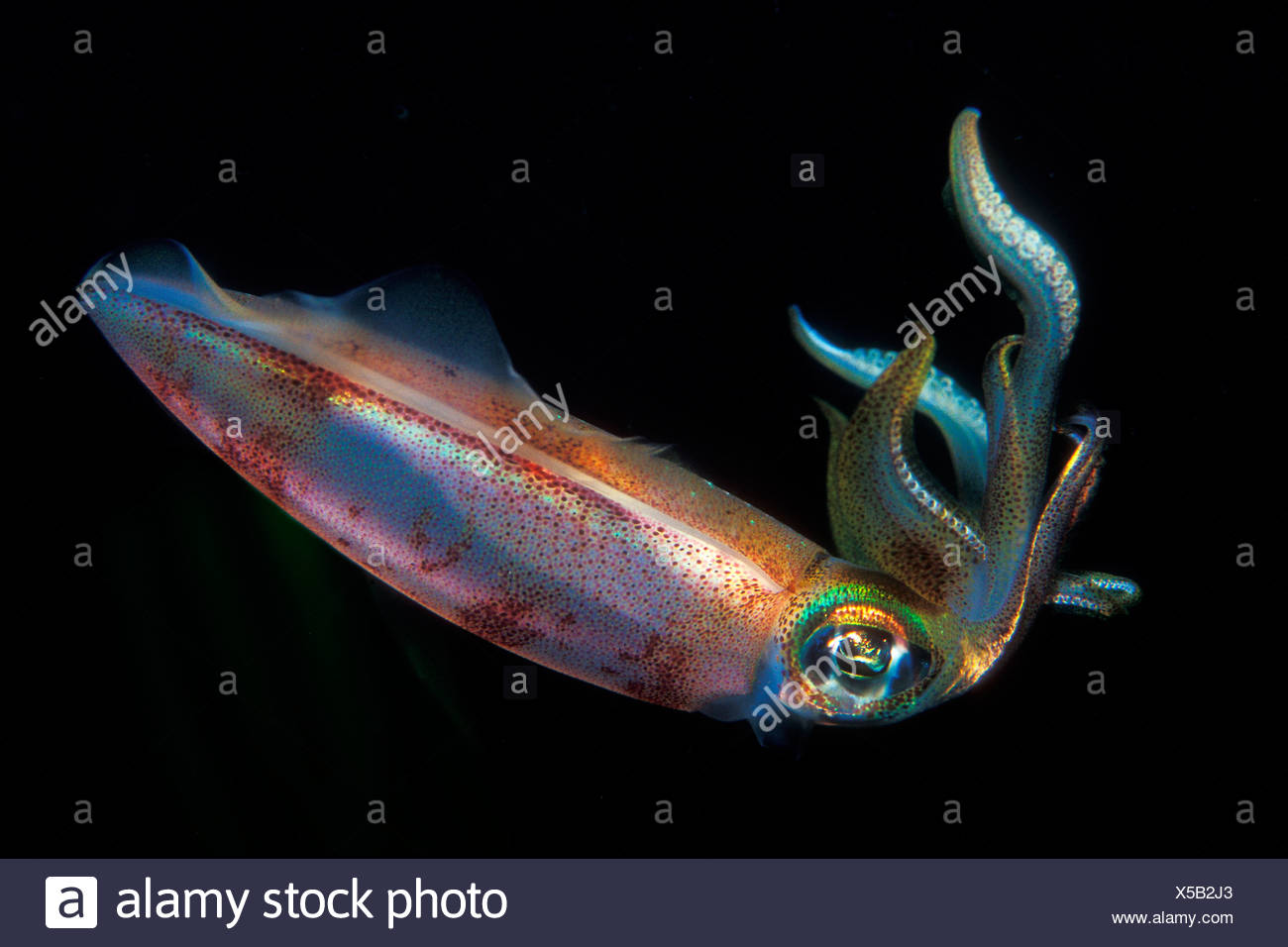 Pelagic Squid Stock Photos & Pelagic Squid Stock Images - Alamy