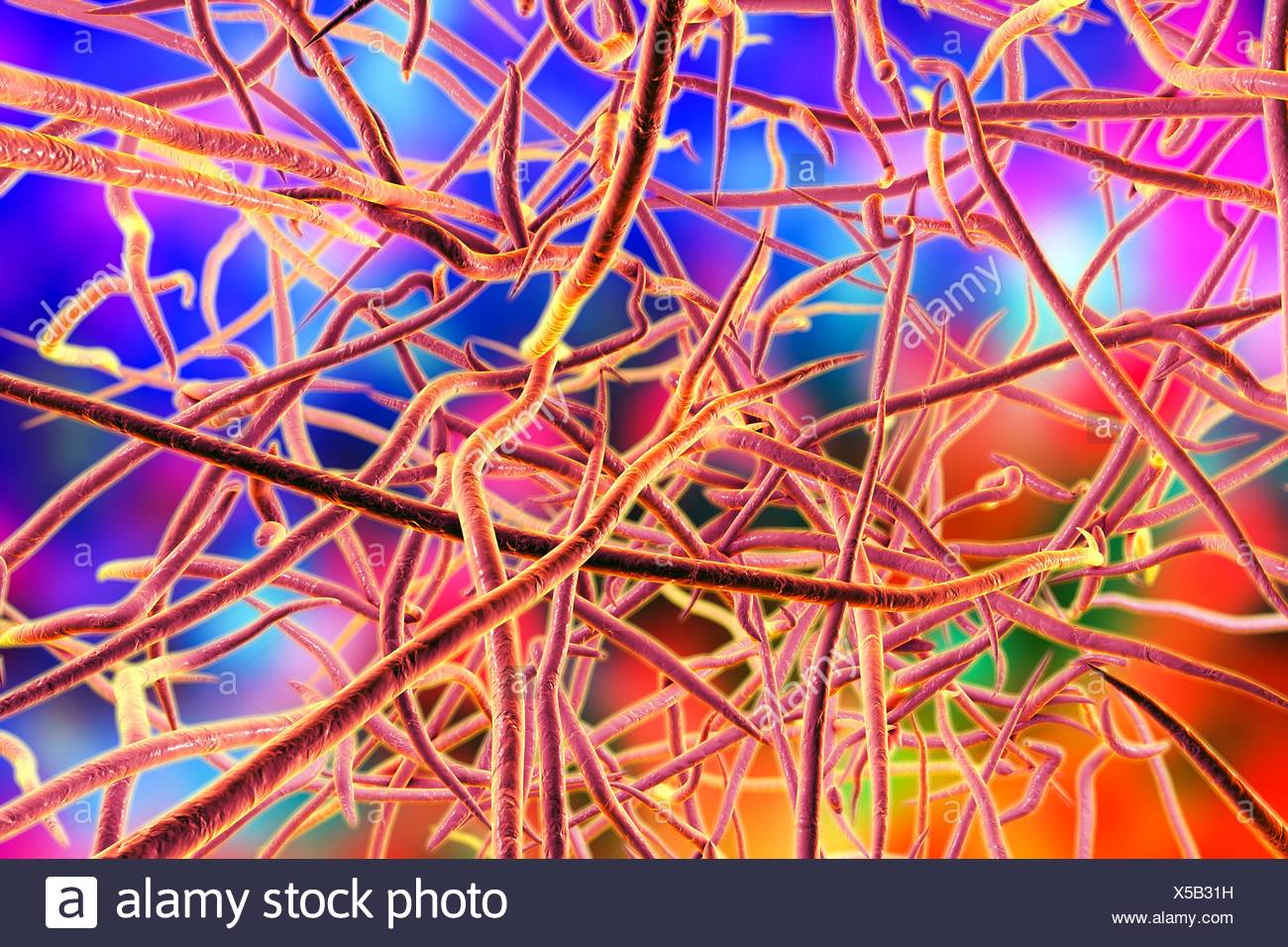 Bacteria Nocardia High Resolution Stock Photography and Images - Alamy