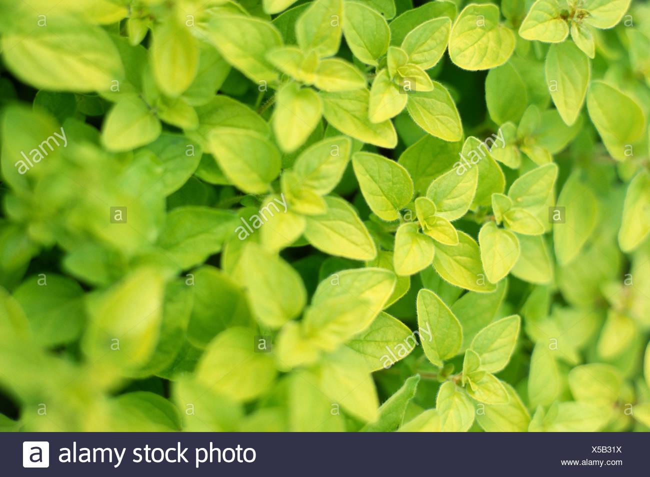 Oregano Leaves High Resolution Stock Photography and Images - Alamy