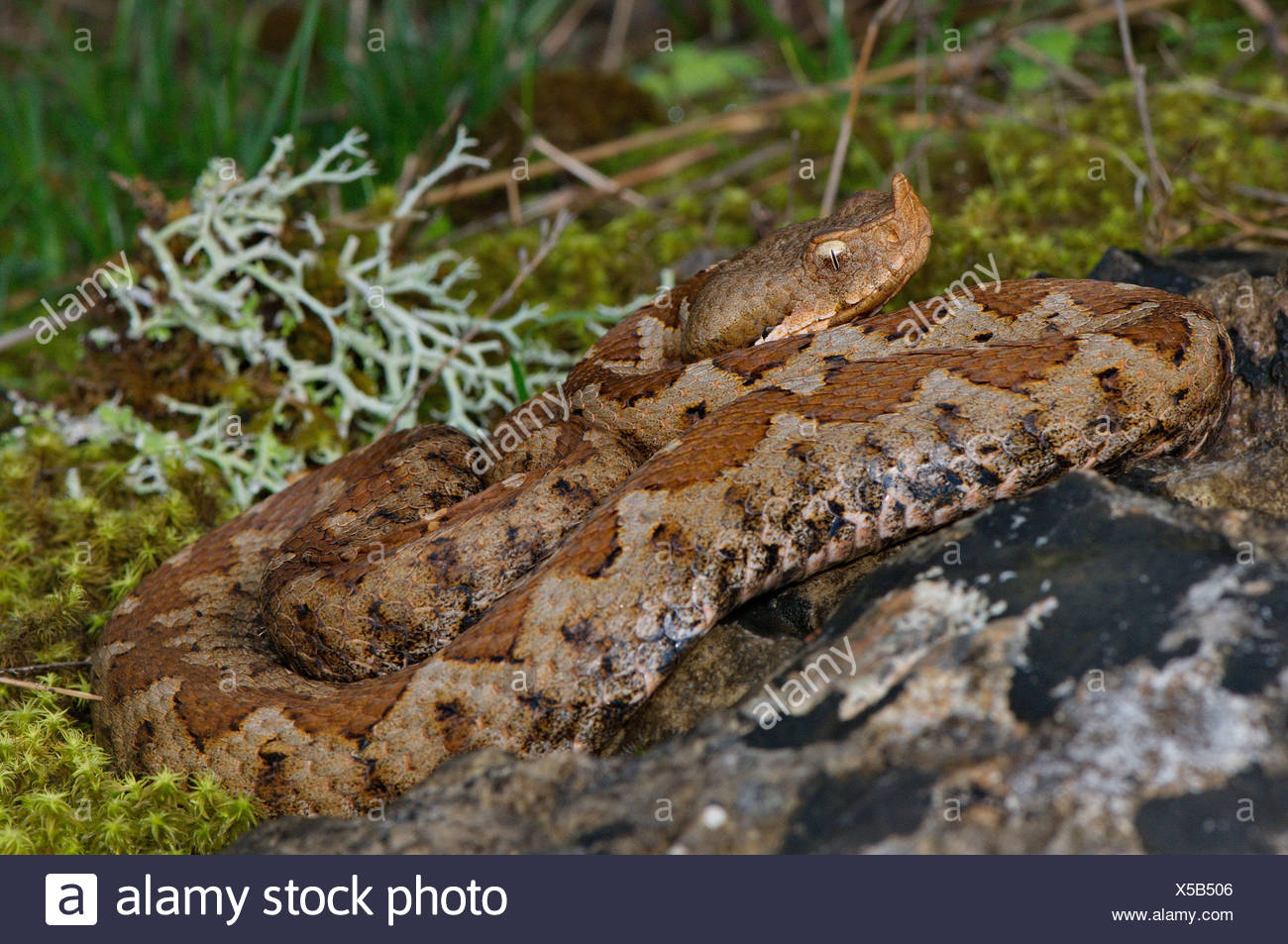 Greek Vipers High Resolution Stock Photography and Images - Alamy