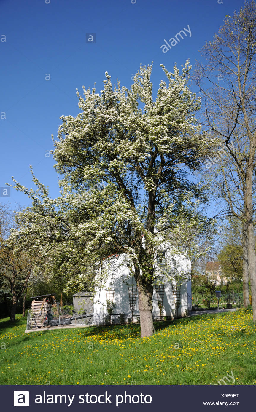 Pear Tree Pyrus Communis High Resolution Stock Photography and Images ...