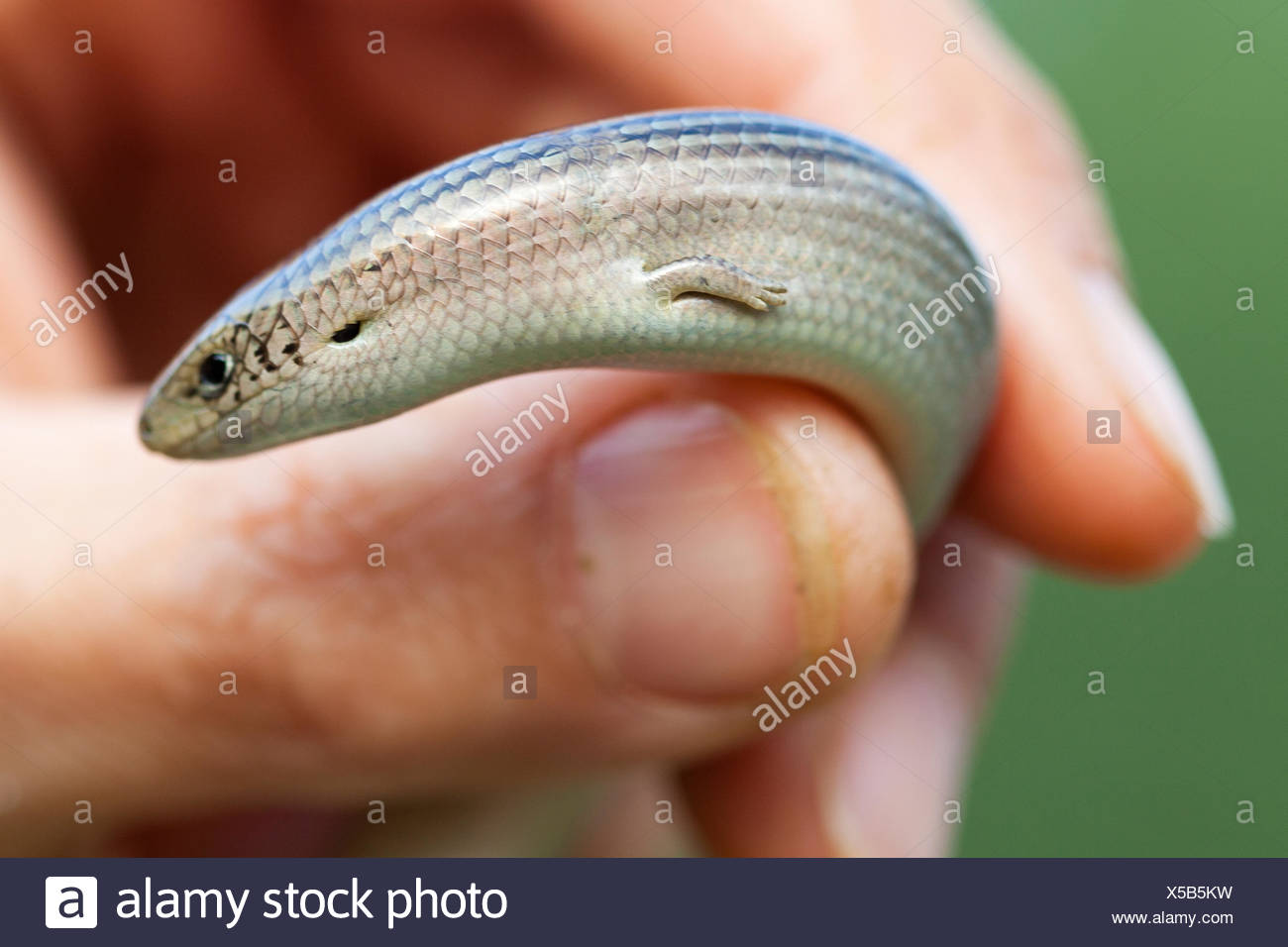 Vestigial High Resolution Stock Photography and Images - Alamy