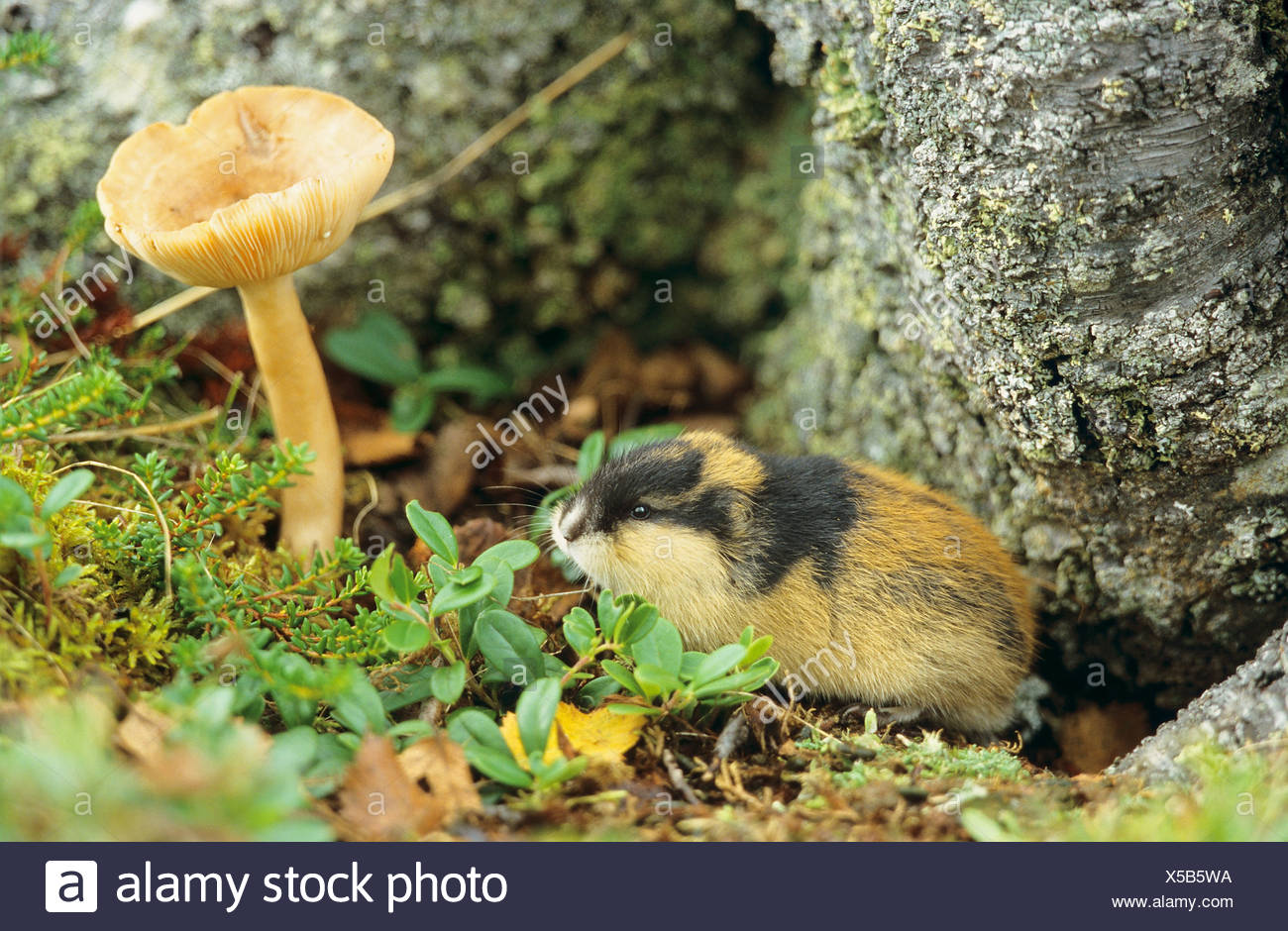 Norway Lemmings High Resolution Stock Photography and Images - Alamy