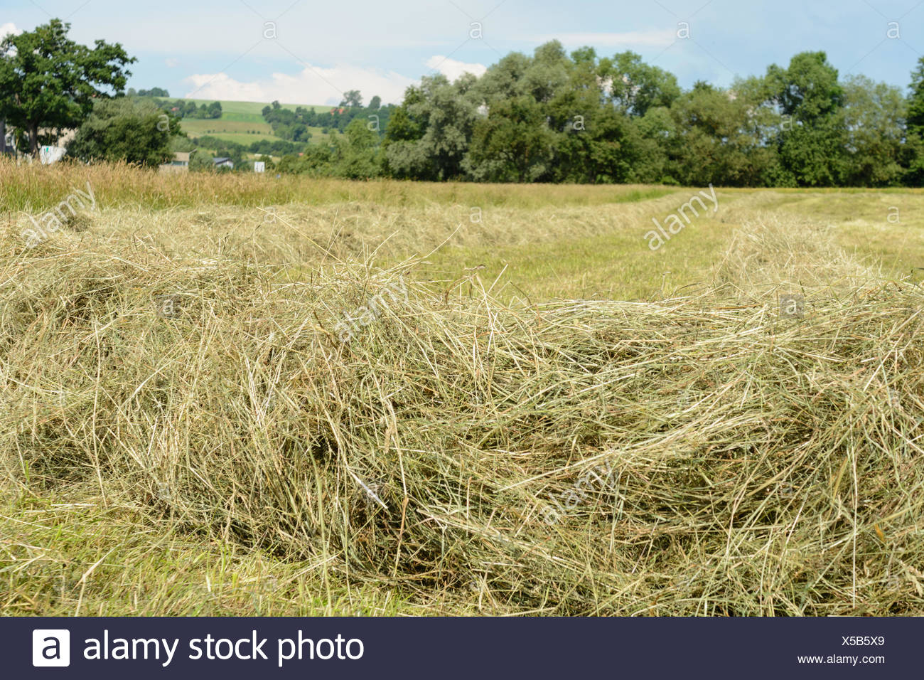 Haycocks High Resolution Stock Photography and Images - Alamy