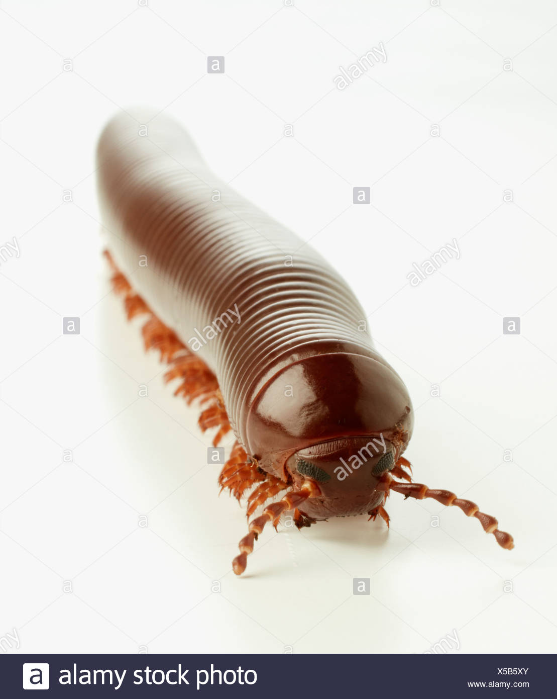 Millipede Head Stock Photos & Millipede Head Stock Images - Alamy