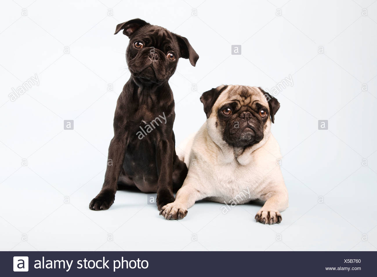 Pug Dogs Sitting Down High Resolution Stock Photography and Images - Alamy