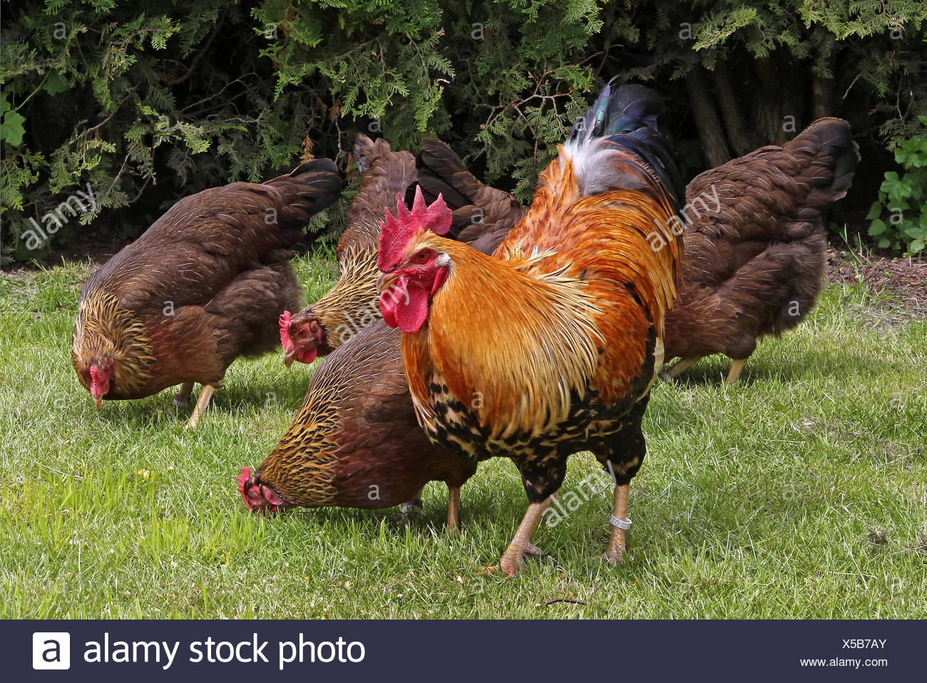 Welsumer Huhn Stock Photos & Welsumer Huhn Stock Images - Alamy