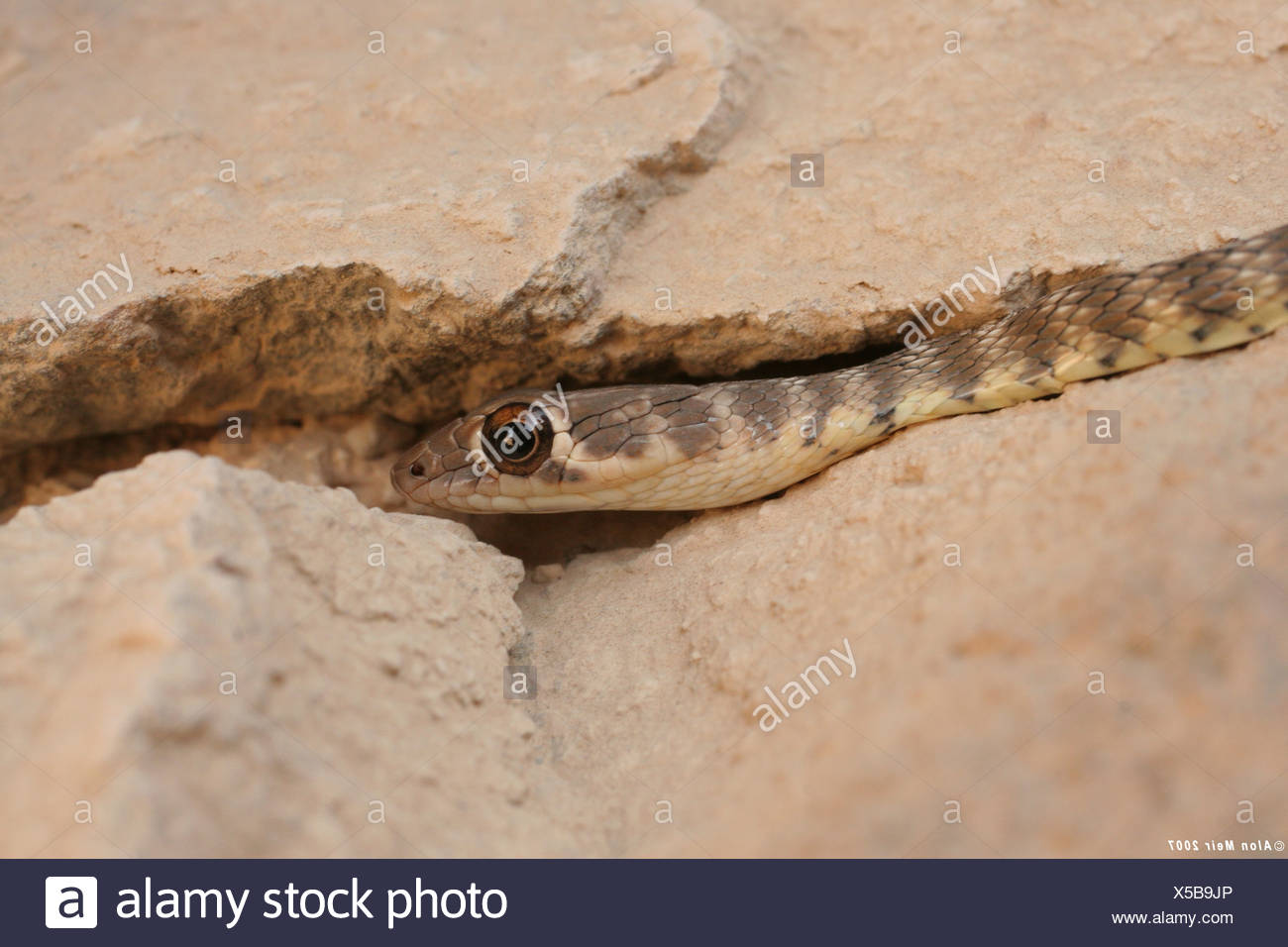 Snakes Of Israel High Resolution Stock Photography and Images - Alamy