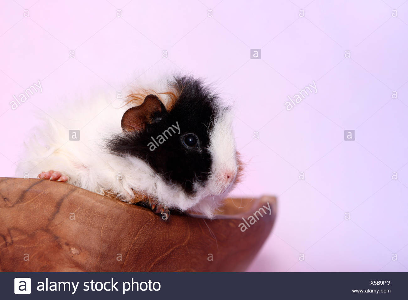 Lunkarya Guinea Pig Stock Photos & Lunkarya Guinea Pig Stock Images - Alamy