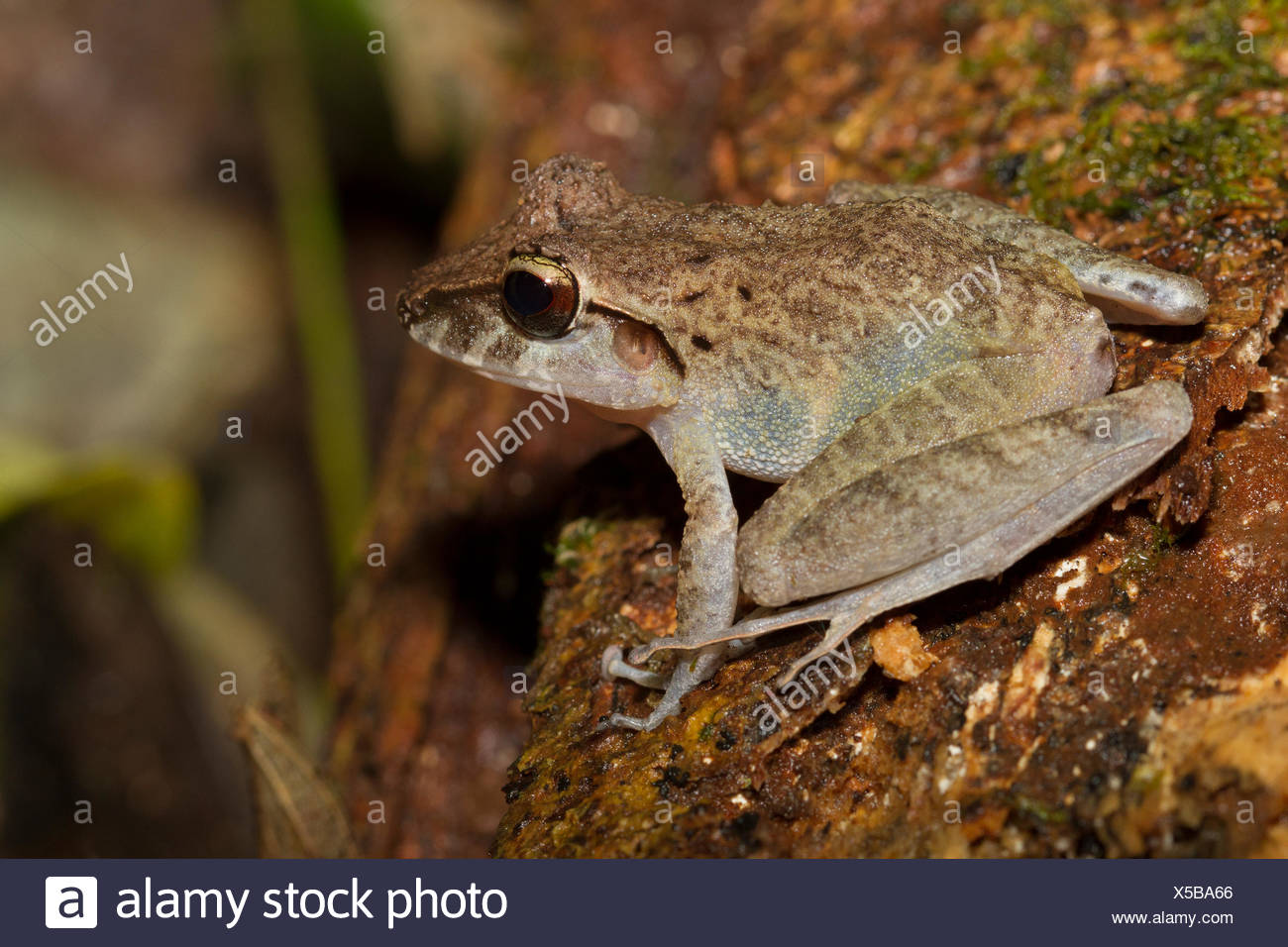 Common Green Frog High Resolution Stock Photography and Images - Alamy