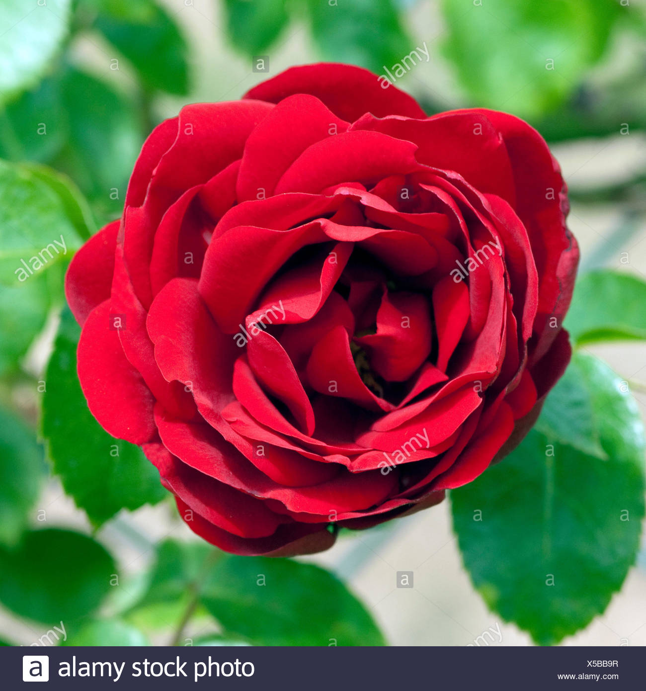 Rankrose High Resolution Stock Photography and Images - Alamy