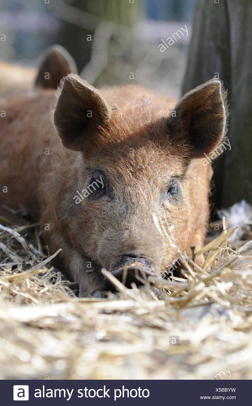 Curly Haired Pig High Resolution Stock Photography and Images - Alamy