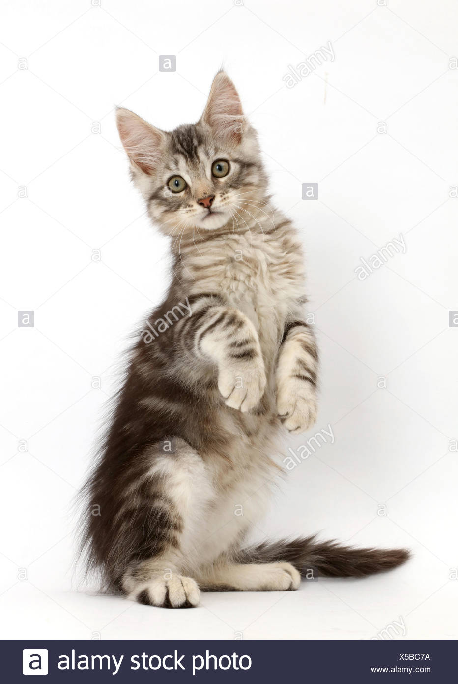 Haunches High Resolution Stock Photography and Images - Alamy