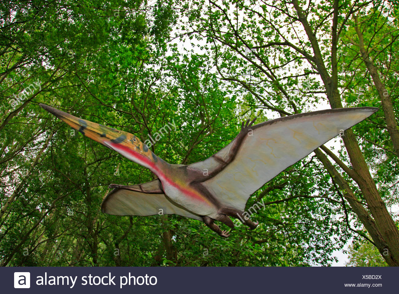 Pterodactylus High Resolution Stock Photography and Images - Alamy