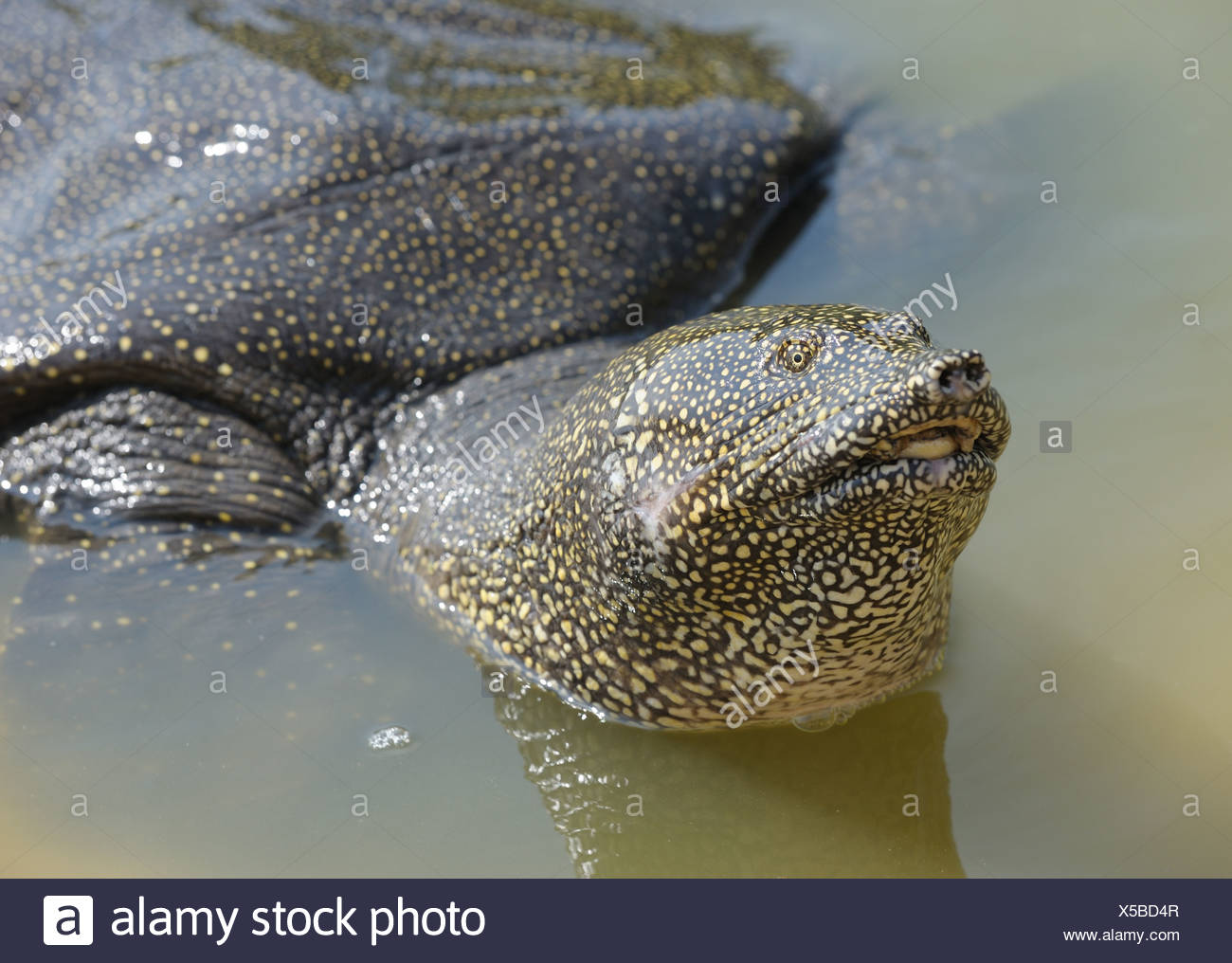 Triunguis High Resolution Stock Photography and Images - Alamy