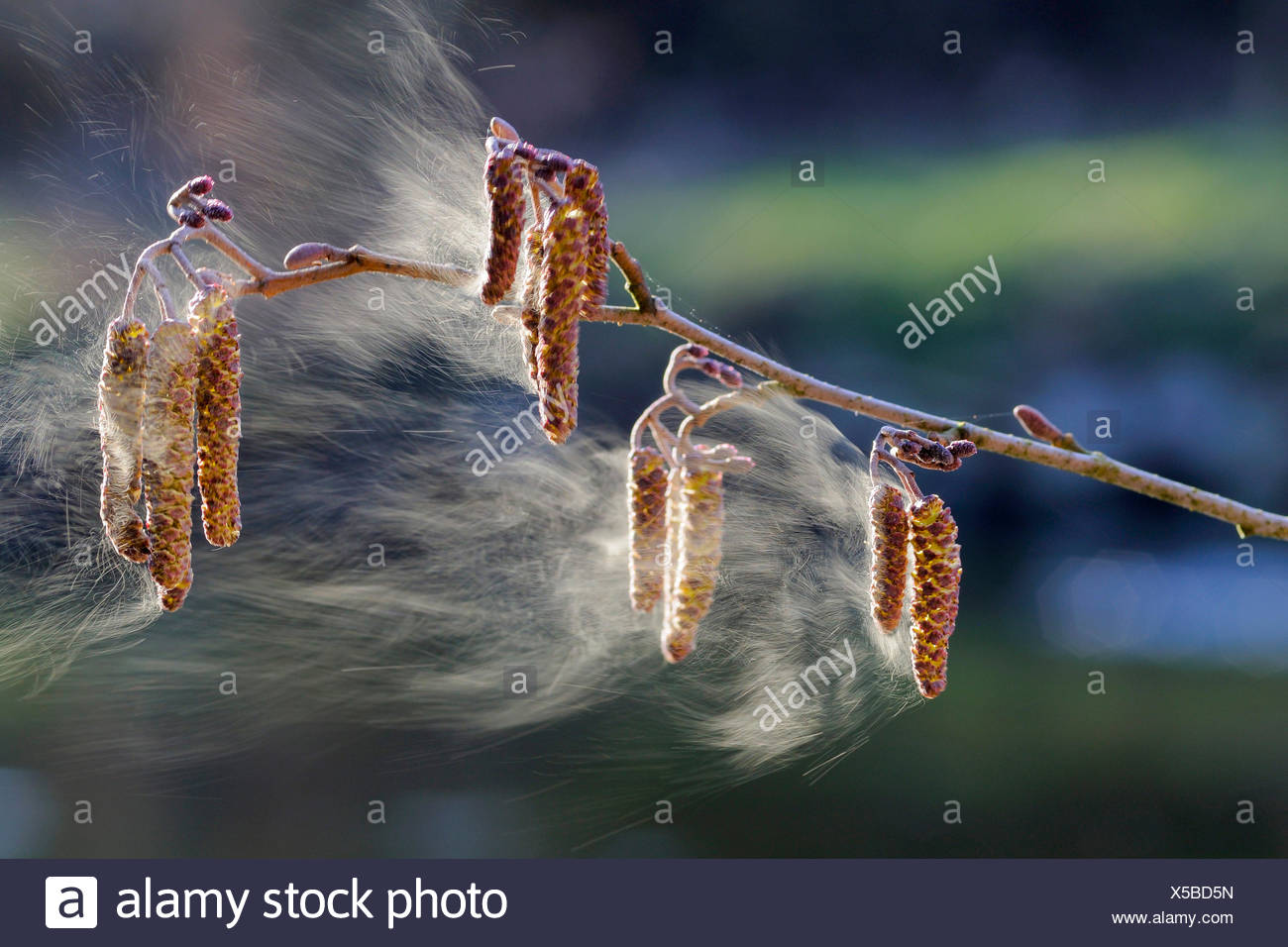 Schwarz Erle High Resolution Stock Photography and Images - Alamy