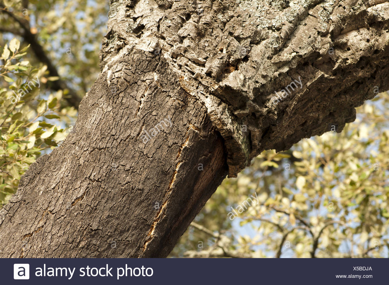 Corkwood Tree High Resolution Stock Photography and Images - Alamy
