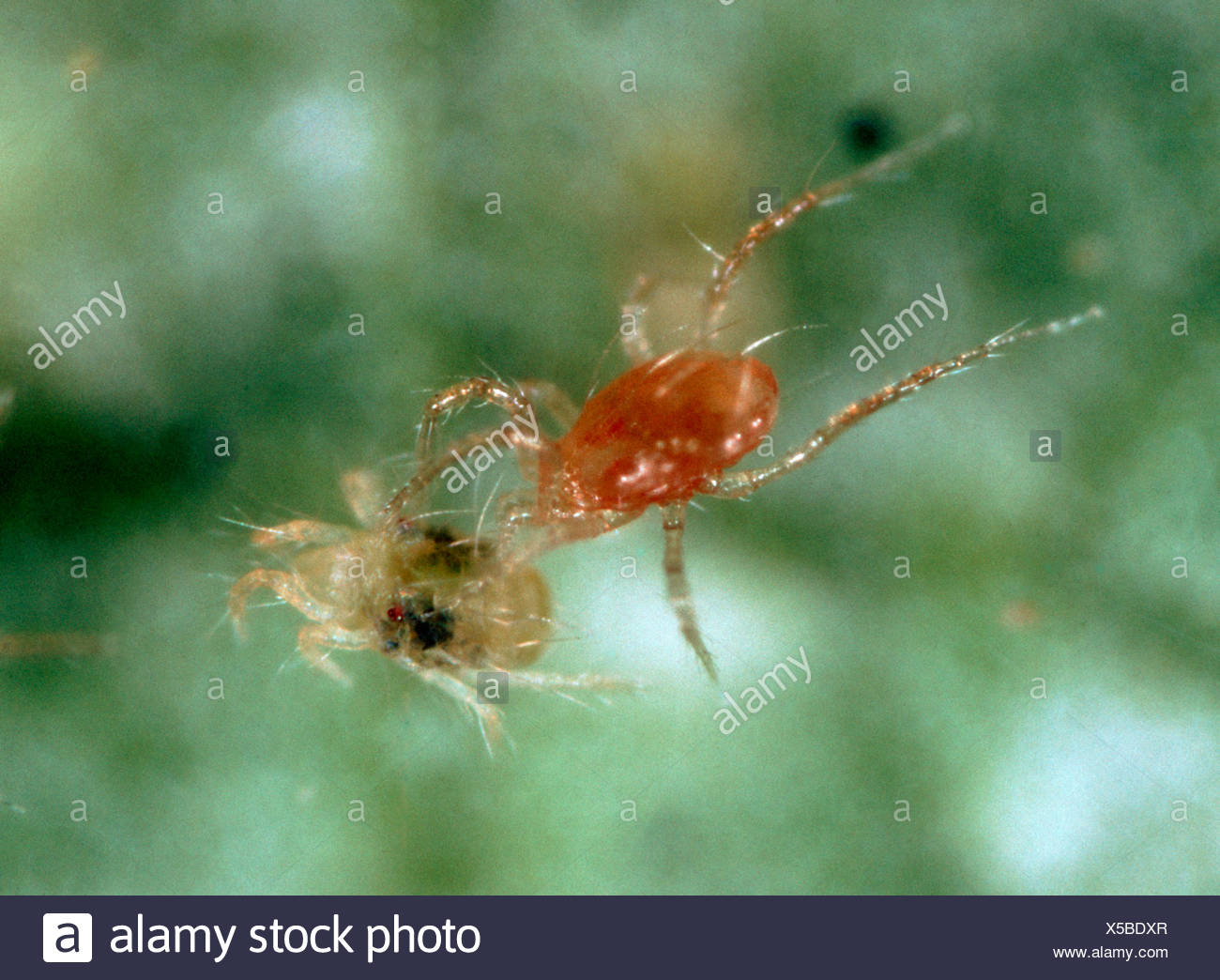 Phytoseiulus Persimilis High Resolution Stock Photography and Images ...